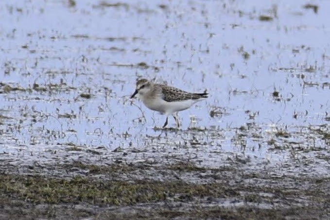 eBird Checklist - 20 Aug 2020 - Smith Reservoir SWA - 80 species (+2 ...