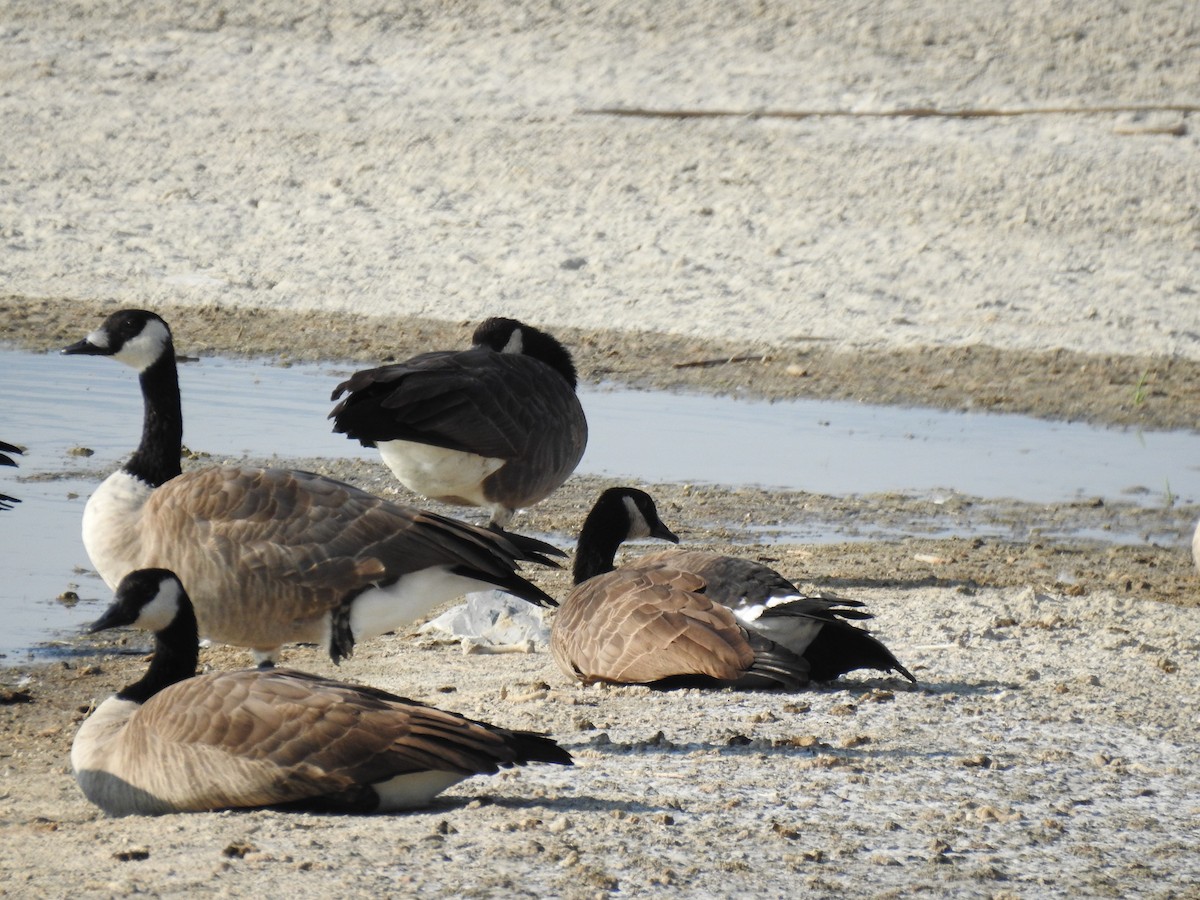 eBird Checklist - 30 Aug 2020 - Lee Kay Ponds - 15 species