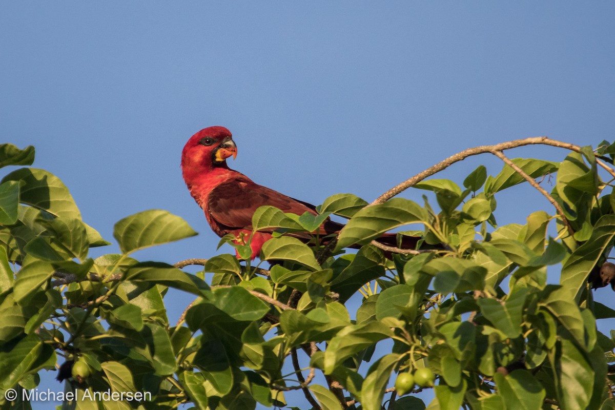 Cardinal Lory - Chalcopsitta cardinalis - Birds of the World