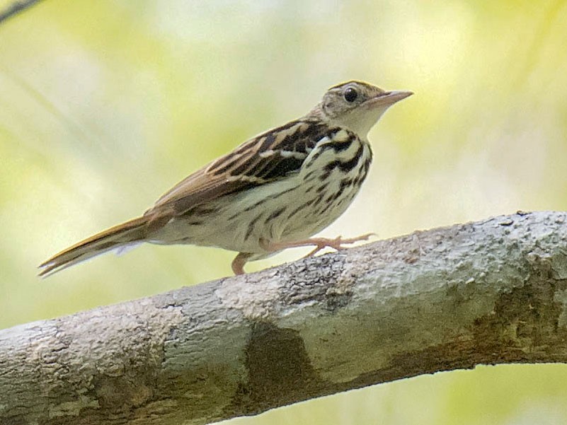 Sokoke Pipit - eBird