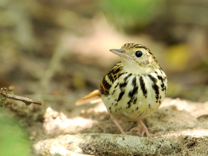 Sokoke Pipit - eBird