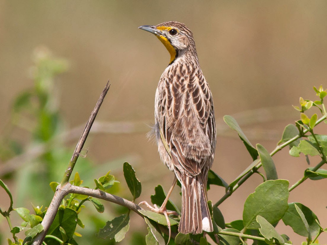 Pangani Longclaw - eBird