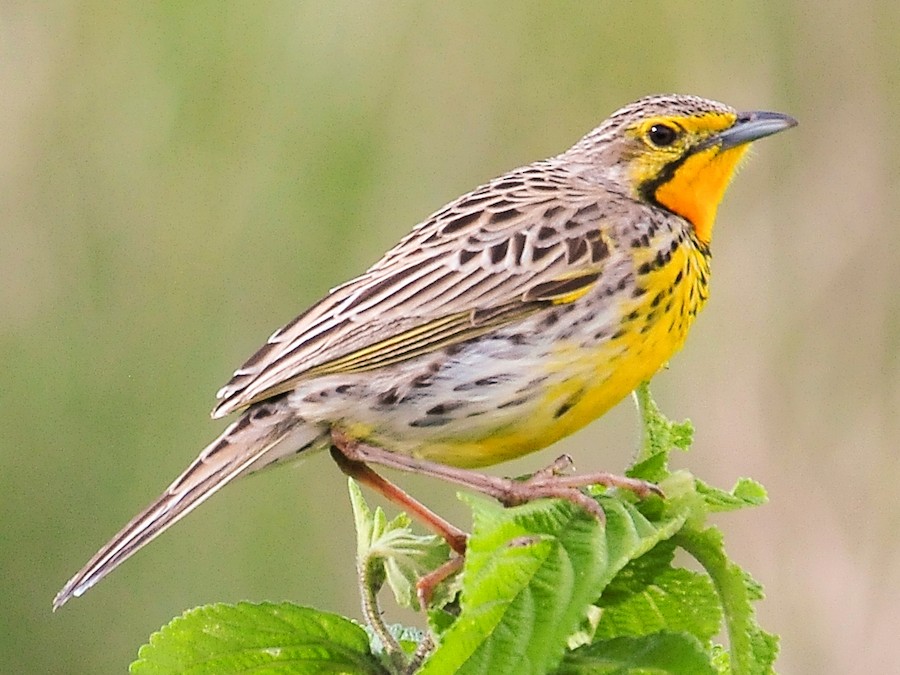 Pangani Longclaw - eBird