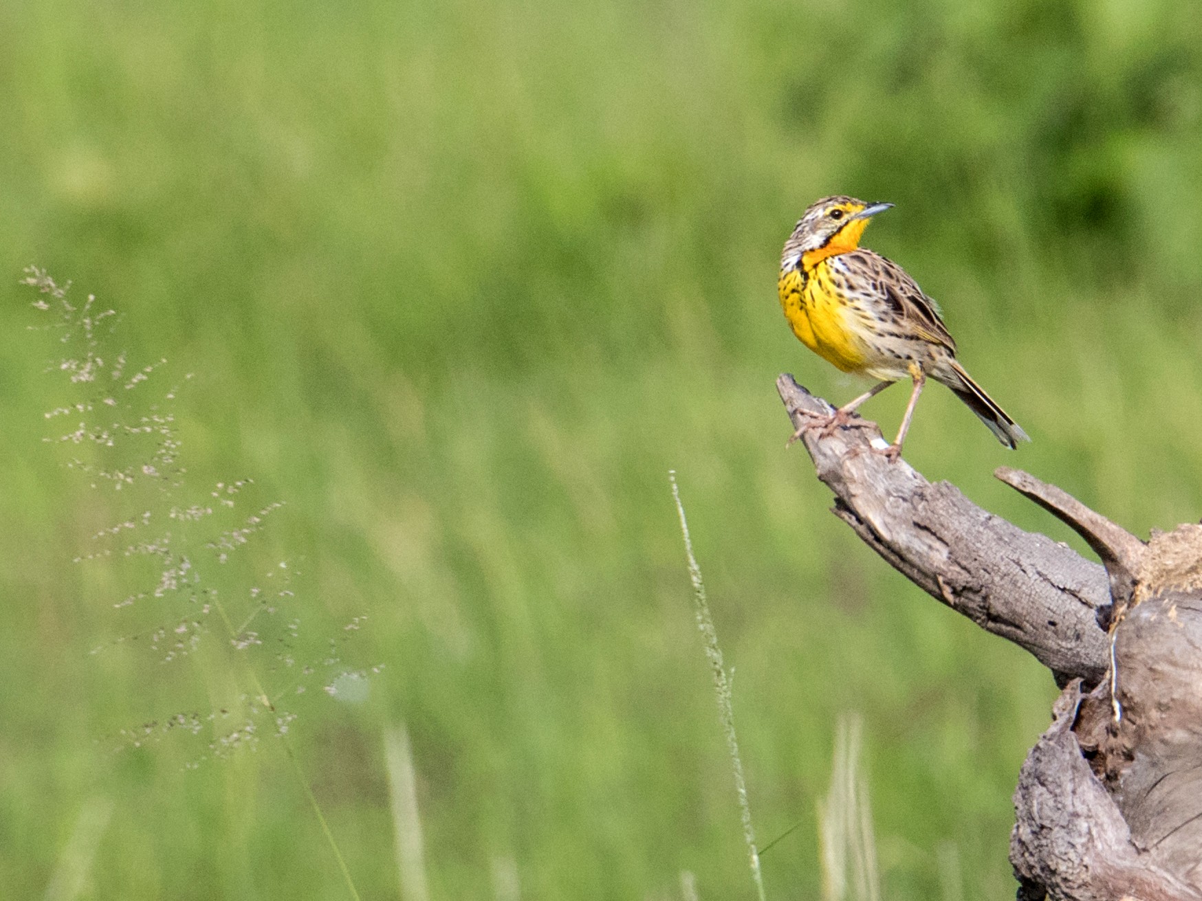 Pangani Longclaw - eBird