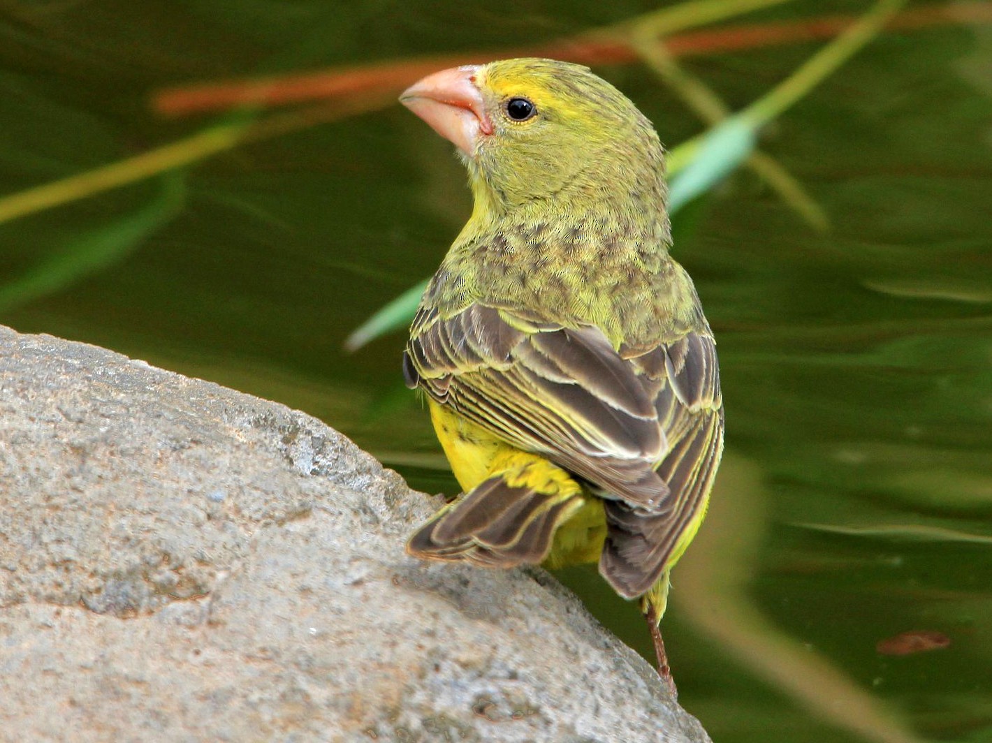 Southern Grosbeak-Canary - eBird