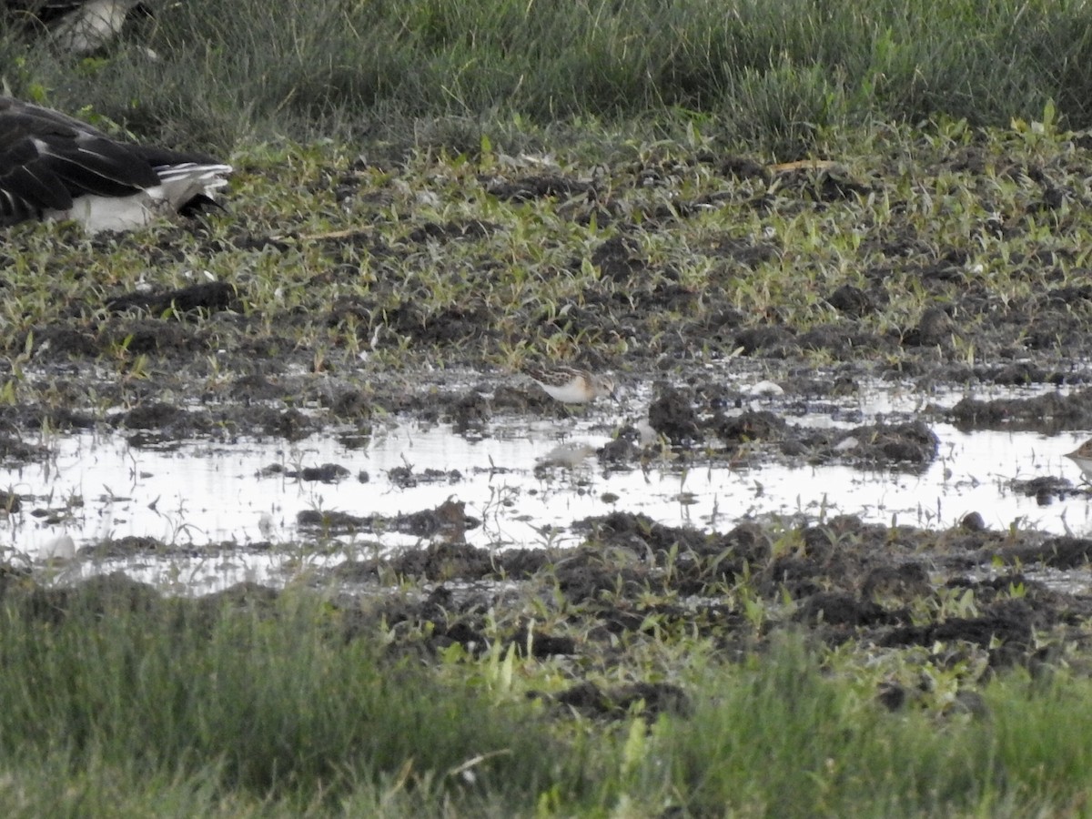 eBird Checklist - 31 Aug 2020 - Buckenham Marshes RSPB Reserve - 31 species