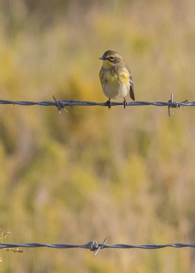 Palm x Yellow-rumped Warbler (hybrid) - eBird