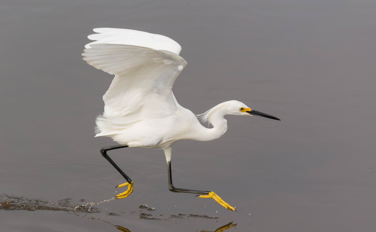 Win a free spot in the Cornell Lab's bird photography course - eBird
