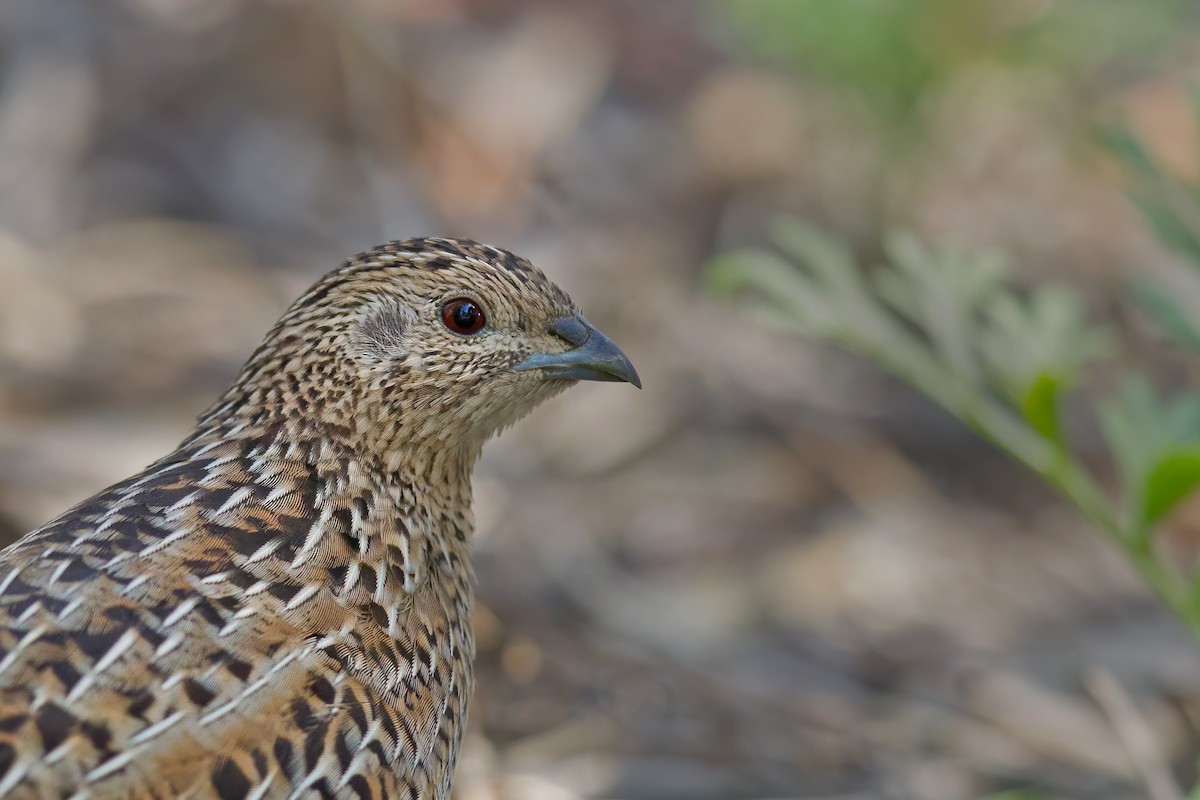 eBird Checklist - 1 Sep 2020 - Oxley Creek Common - 63 species