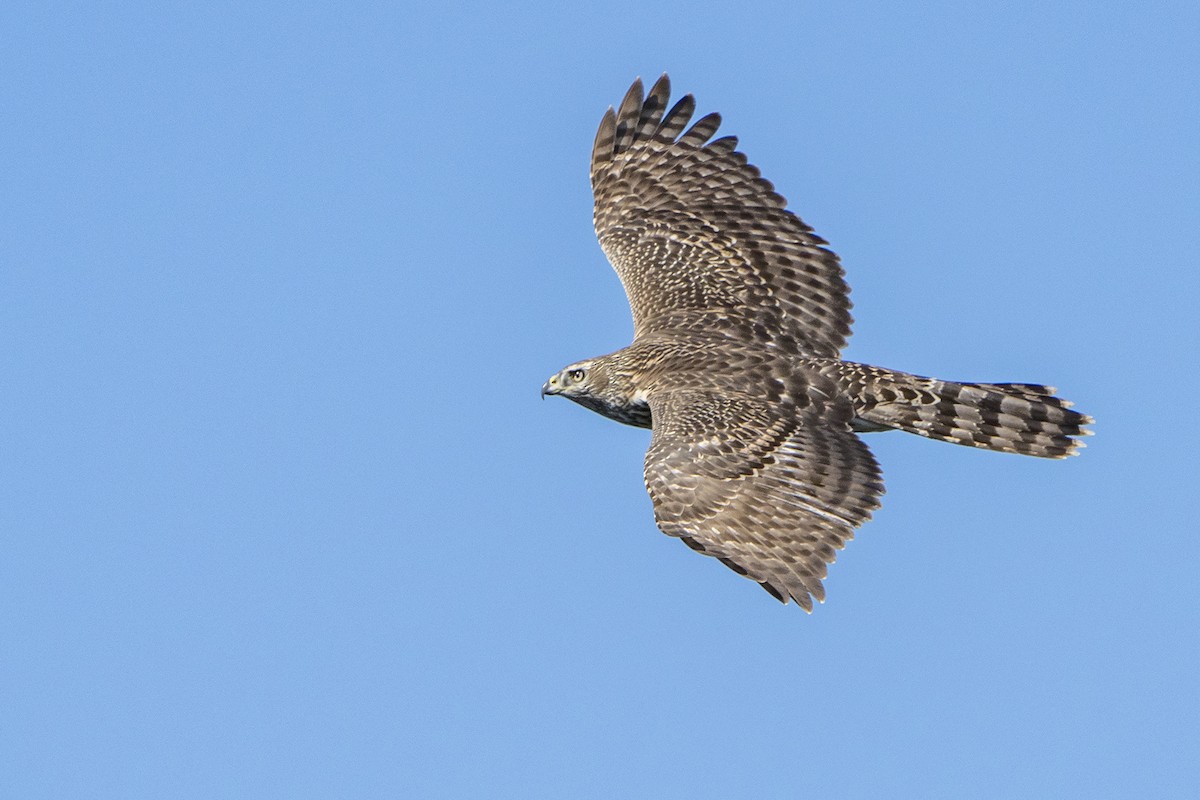 eBird Checklist - 30 Aug 2020 - Jewel Basin Hawk Watch - 23 species (+1 ...
