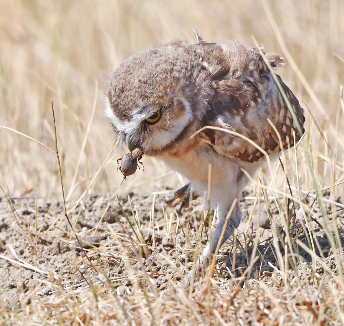 eBird Checklist - 18 Jul 2020 - Badlands NP--Sage Creek Rim Rd. - 5 species