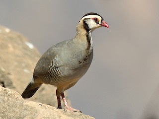 Arabian Partridge - eBird
