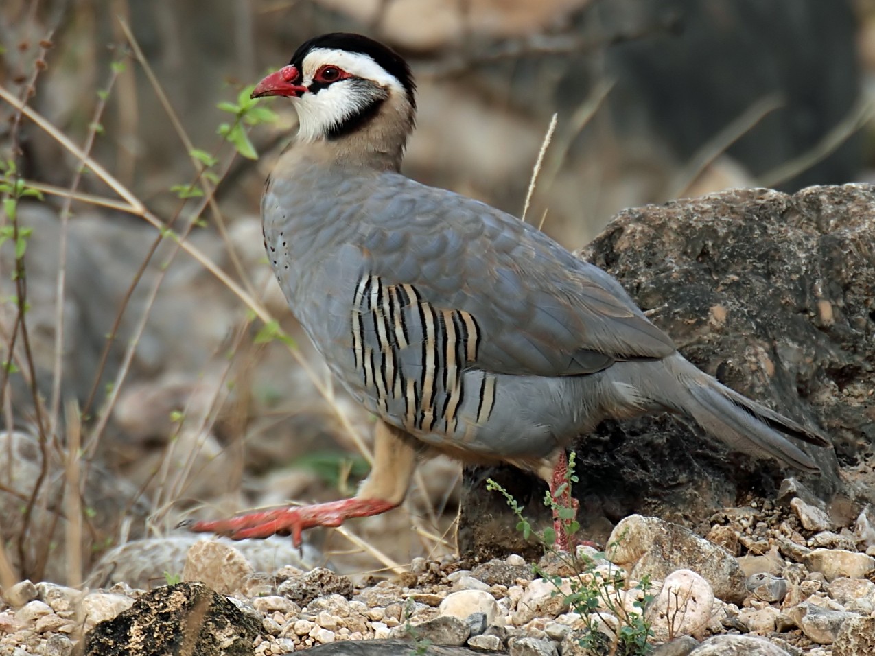 Arabian Partridge - eBird