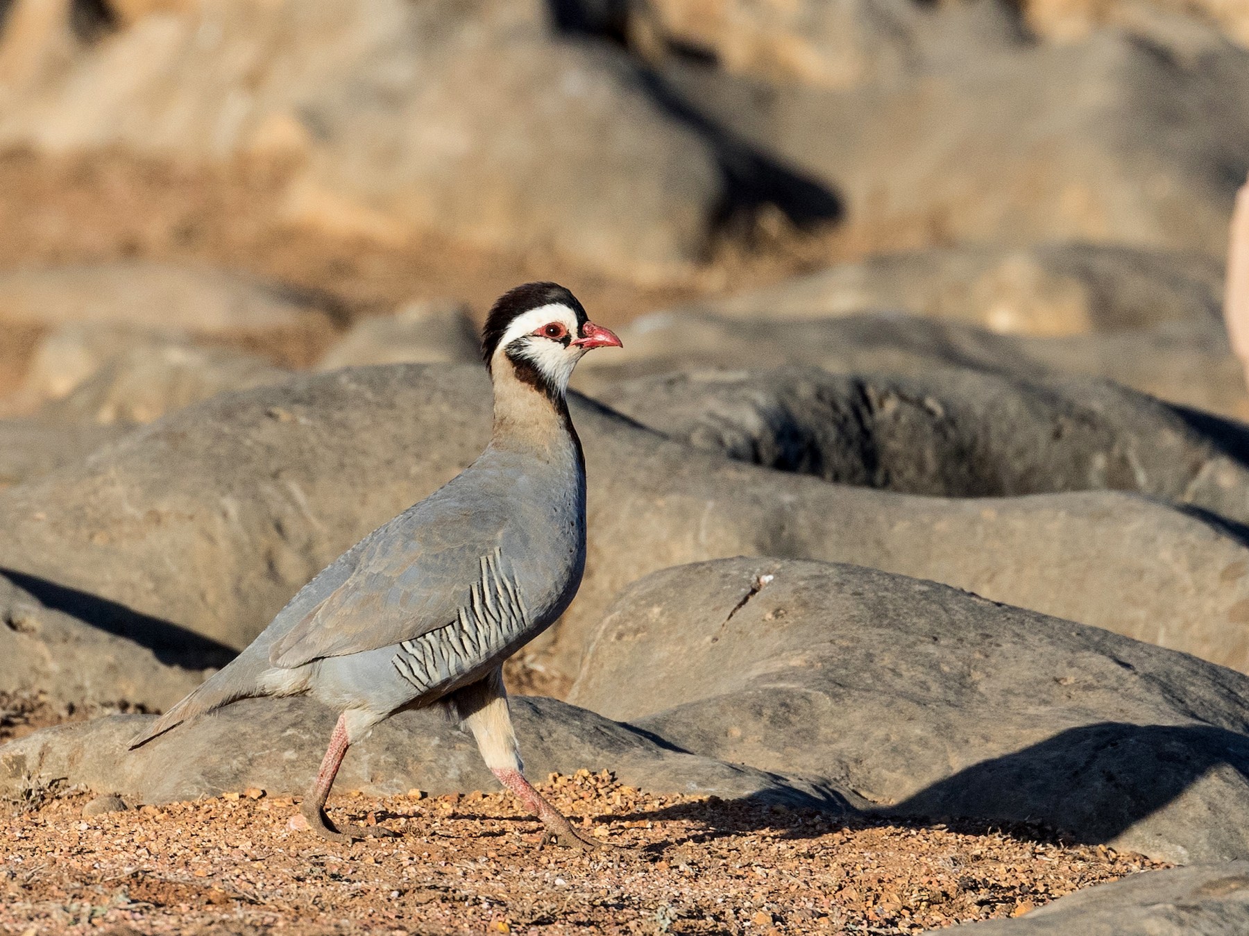 Arabian Partridge - eBird
