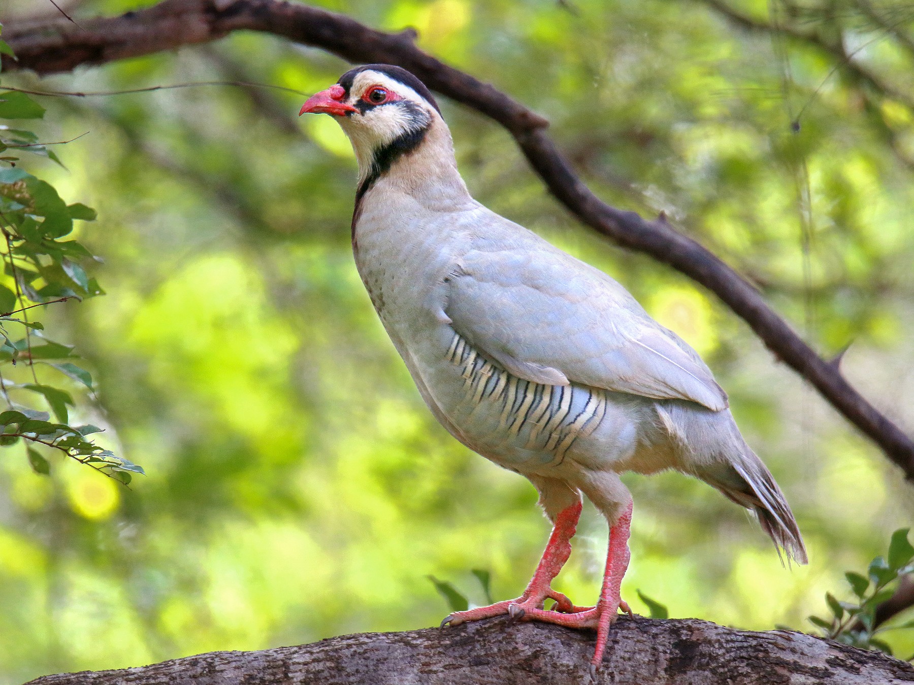 Arabian Partridge - eBird