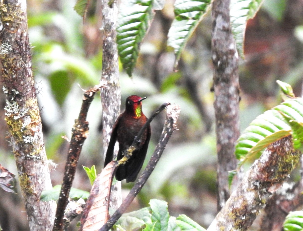 eBird Checklist - 25 Aug 2020 - Unchog: Magma - 7 species