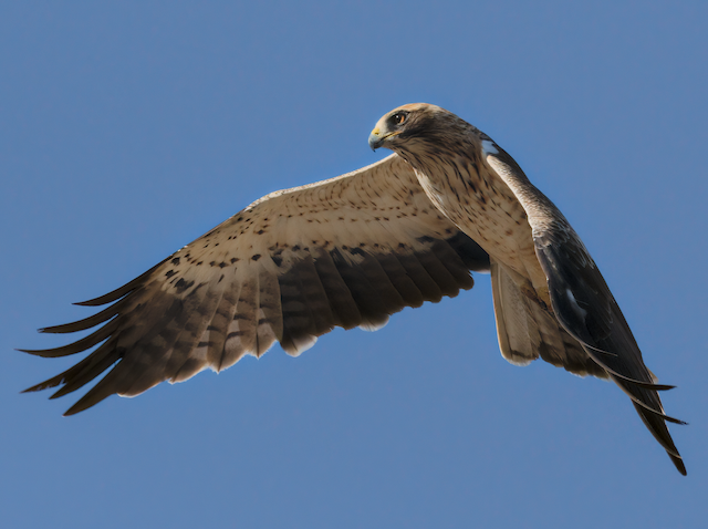 Booted Eagle Juvenile