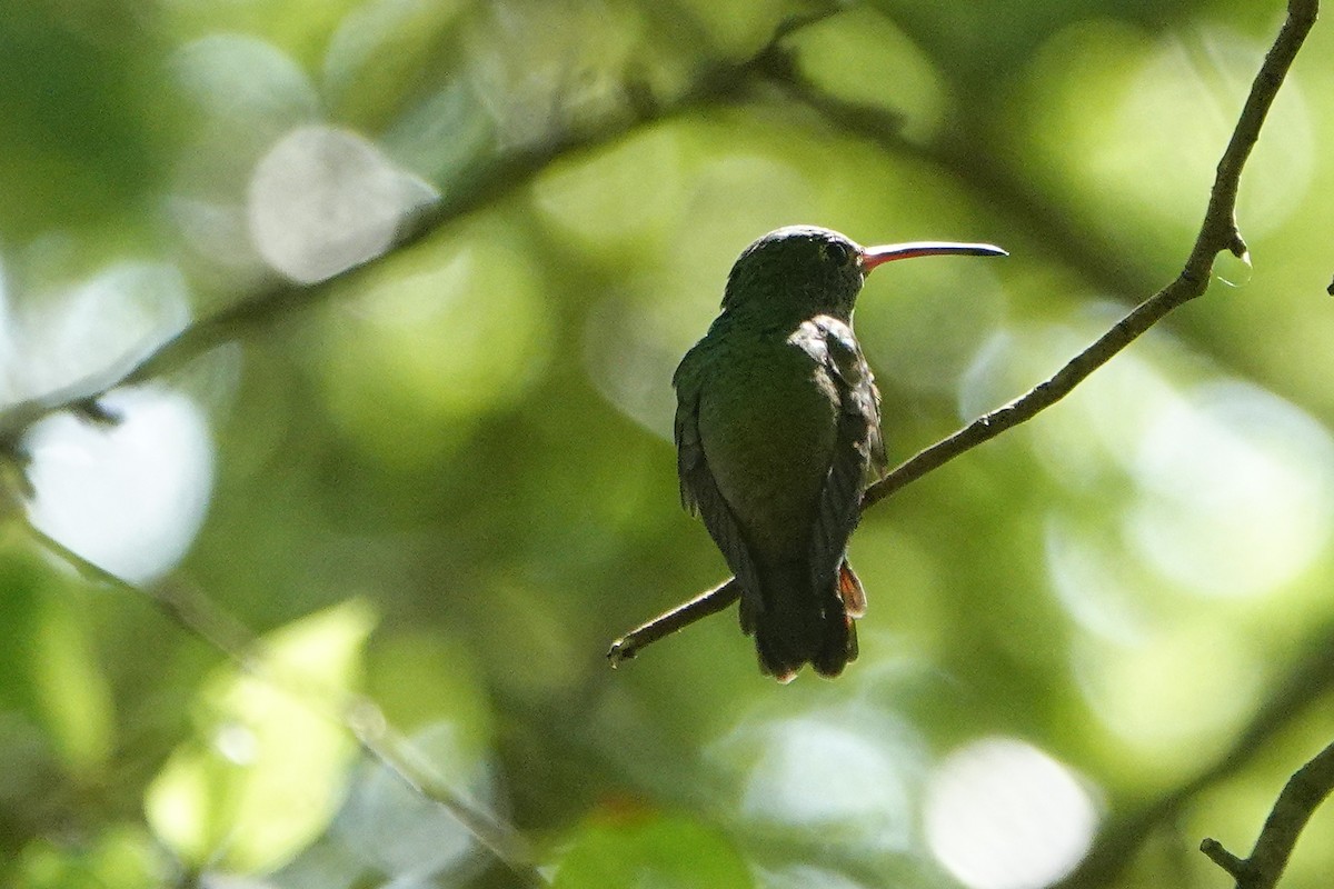 eBird Checklist - 27 Aug 2020 - Suter Wildlife Refuge (CTC 069) - 3 species