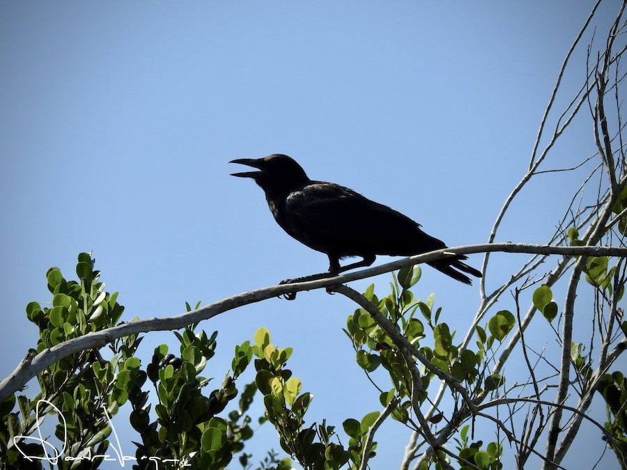 Cuervo mediano/chico sp. - eBird
