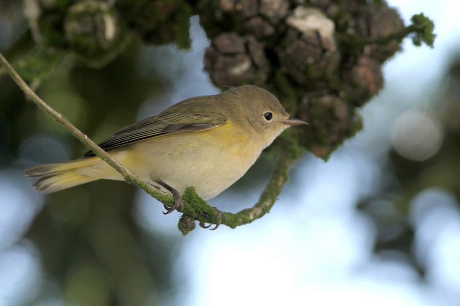 American Redstart x Yellow Warbler (hybrid) - eBird