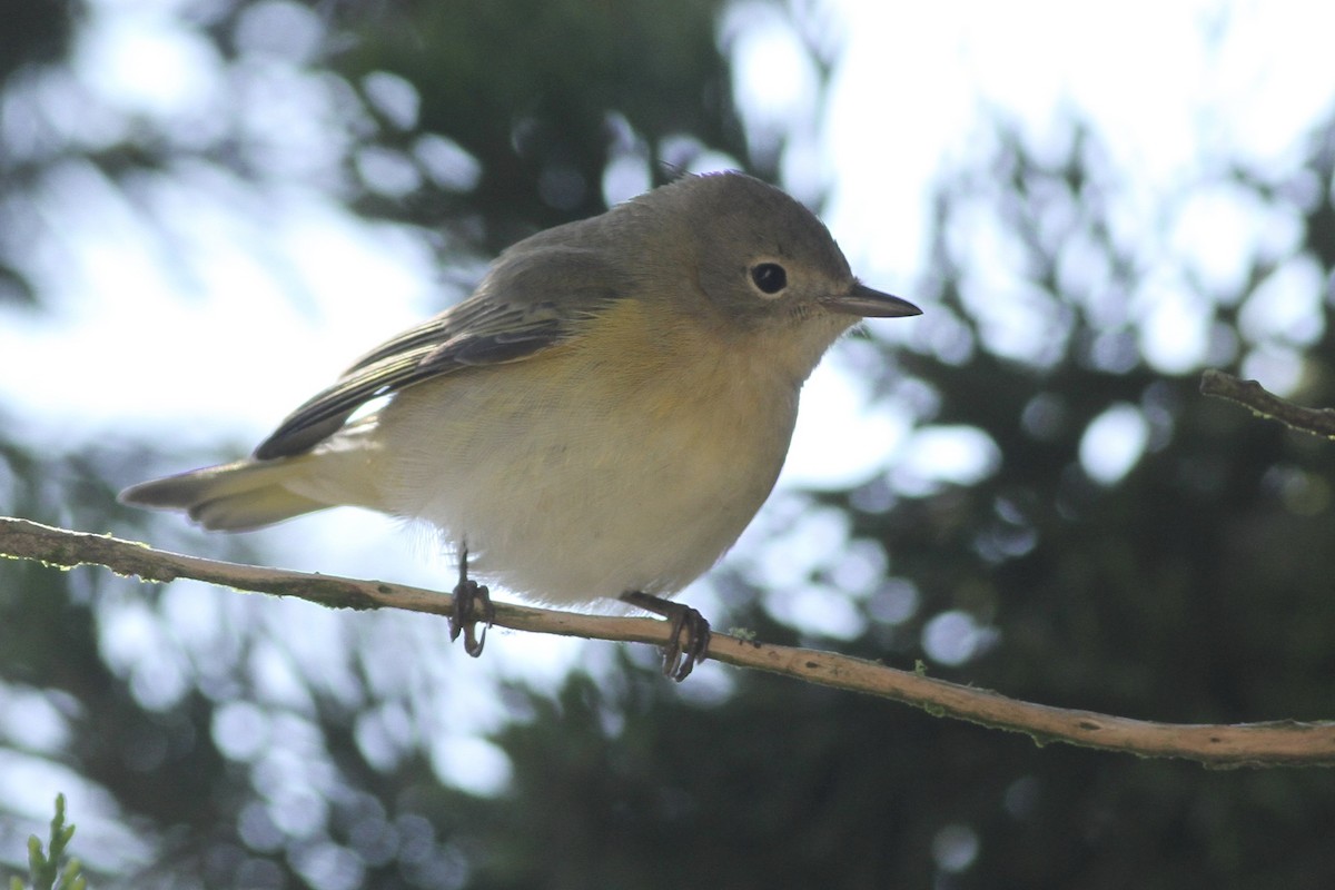 ML260229671 American Redstart x Yellow Warbler (hybrid) Macaulay Library