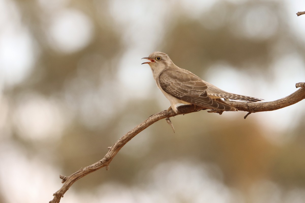 eBird Checklist - 5 Sep 2020 - Castlemaine Diggings National Heritage ...