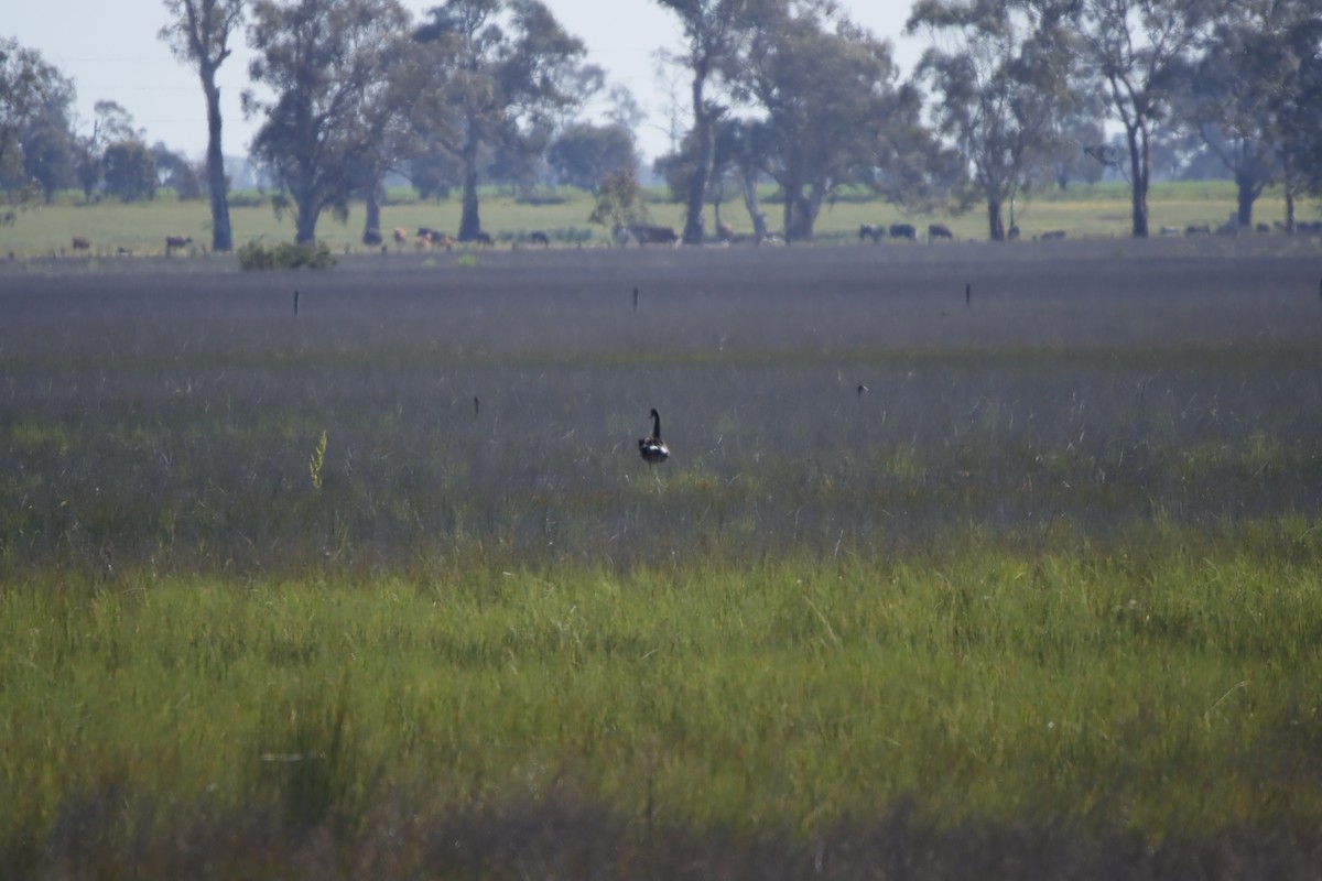 eBird Australia Checklist - 6 Sep 2020 - Stockyard Plain, Harston - 35 ...