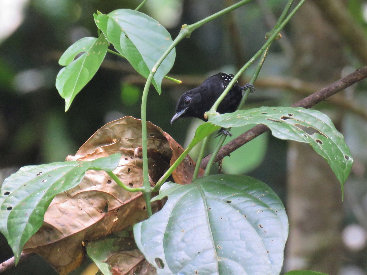 Dot-winged Antwren (microstictus) - eBird
