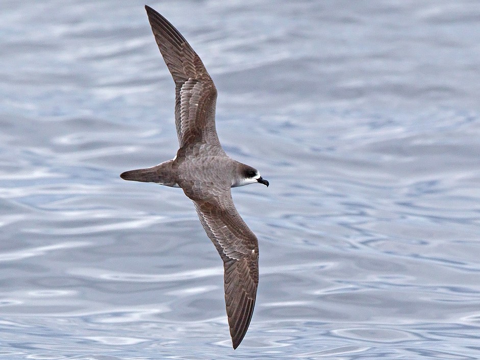 Barau's Petrel - eBird