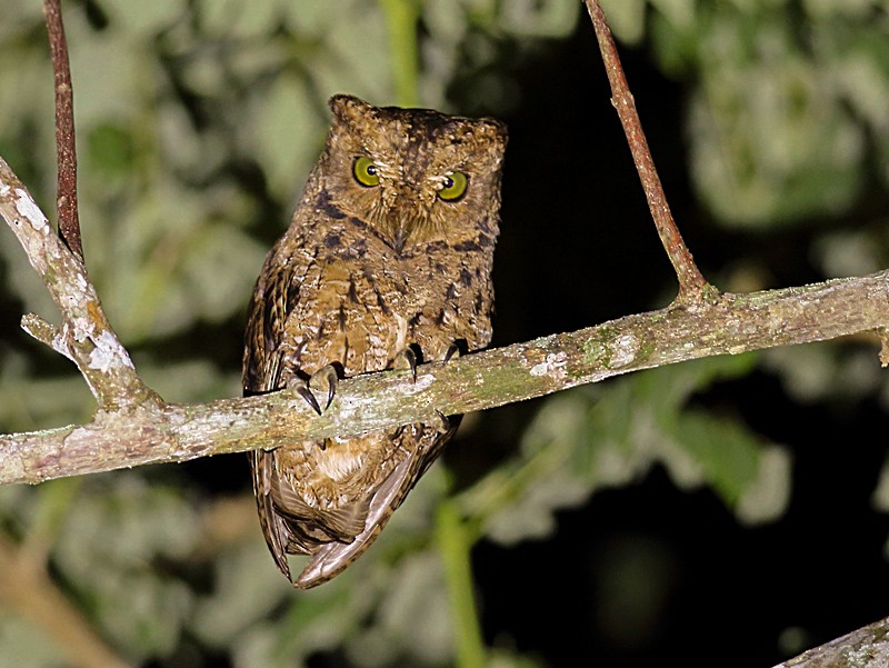 Seychelles Scops Owl - eBird
