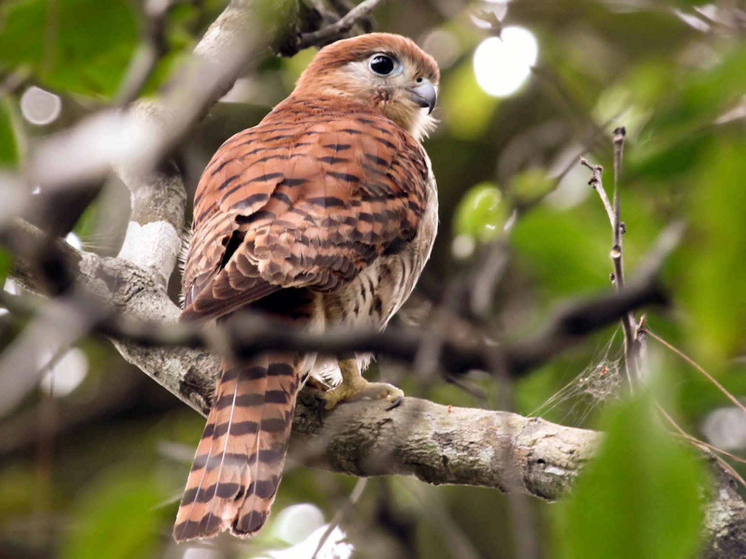 mauritius kestrel - eBird