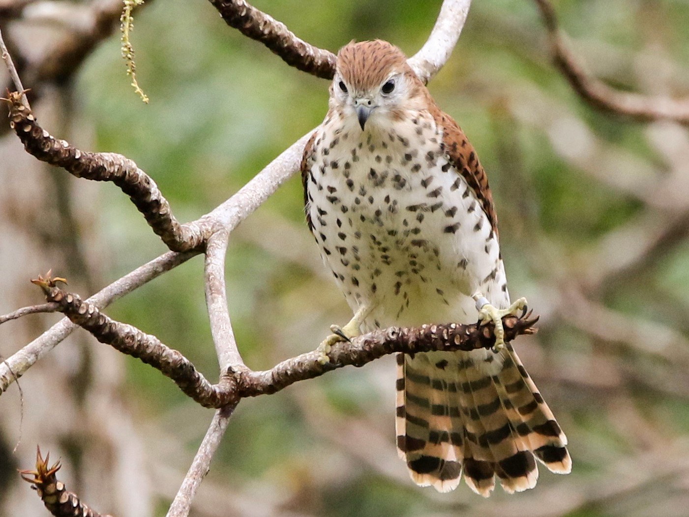 Mauritius Kestrel - eBird