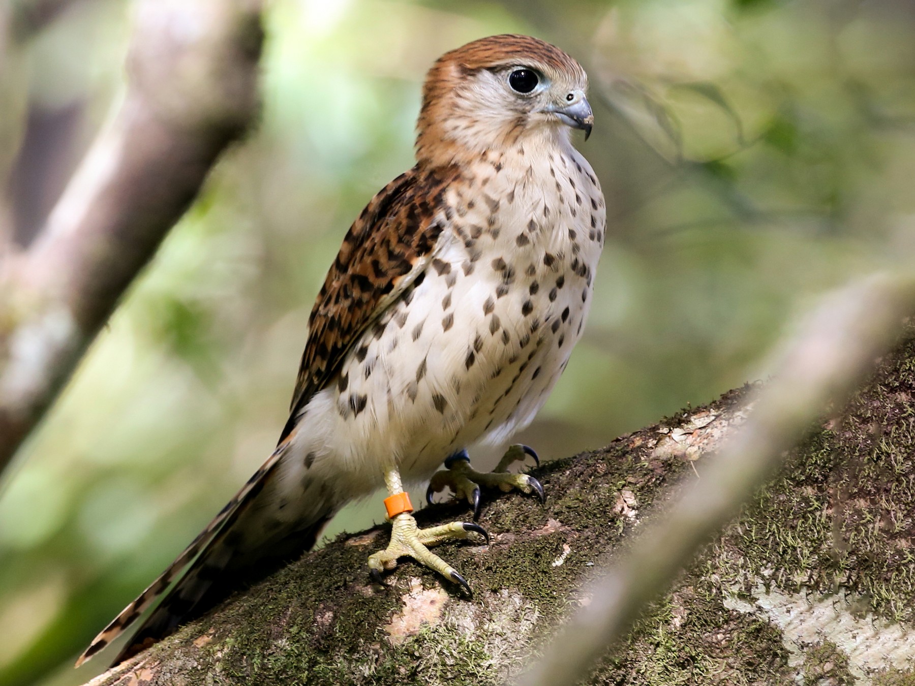 Mauritius Kestrel - eBird