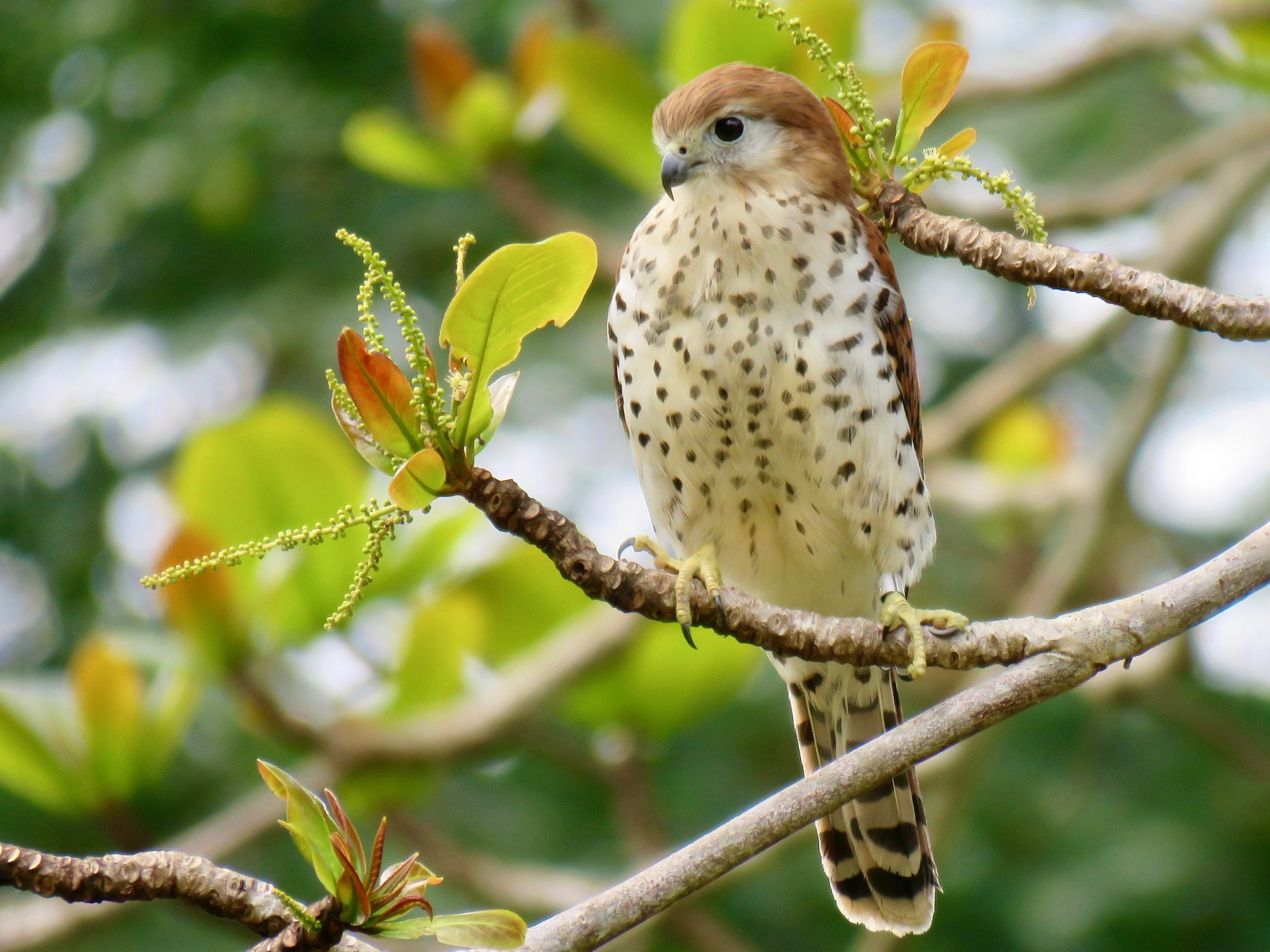 Mauritius Kestrel - eBird