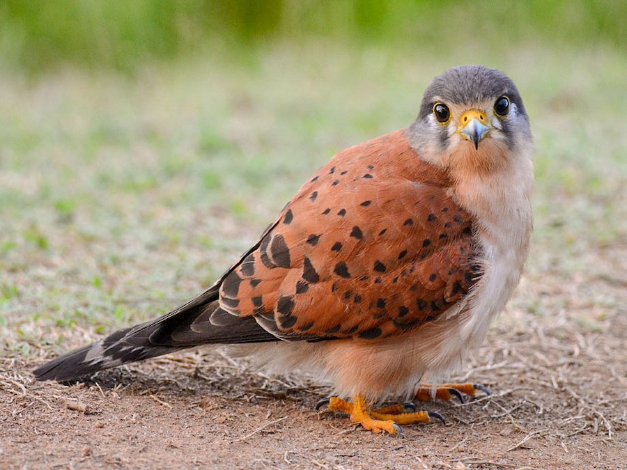 Seychelles Kestrel - eBird