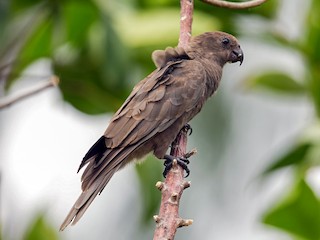 Seychelles Parrot - eBird