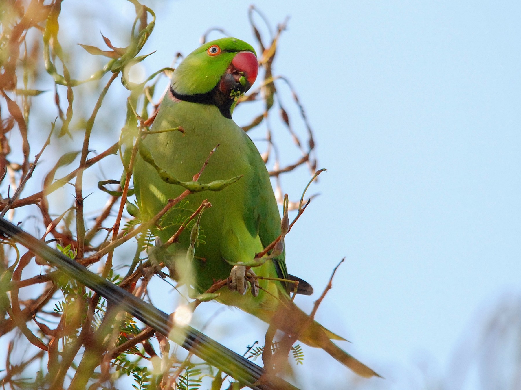 Echo Parakeet - eBird