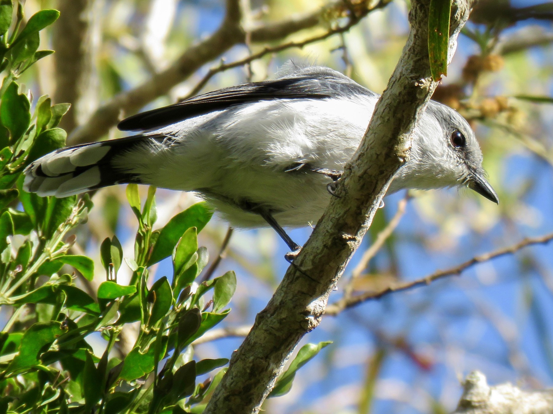Reunion Cuckooshrike - eBird
