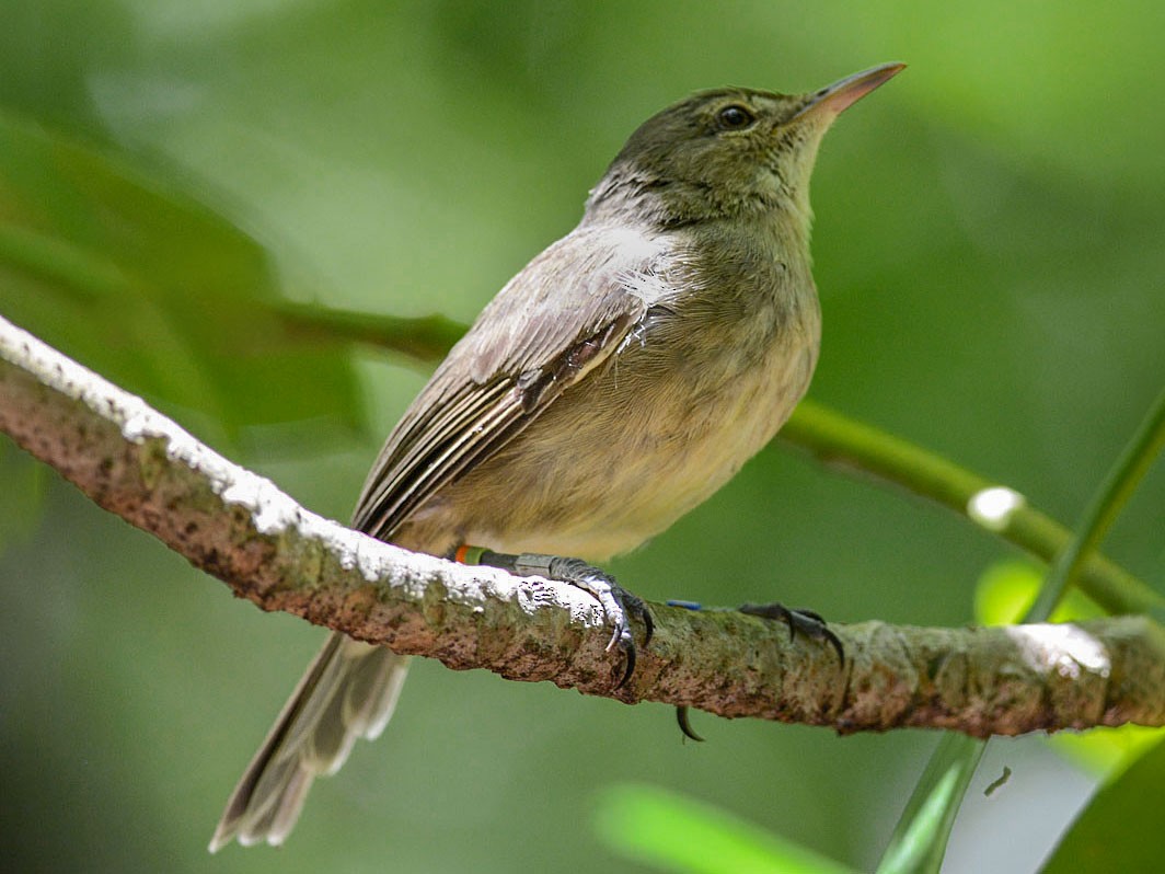 Seychelles Warbler - eBird