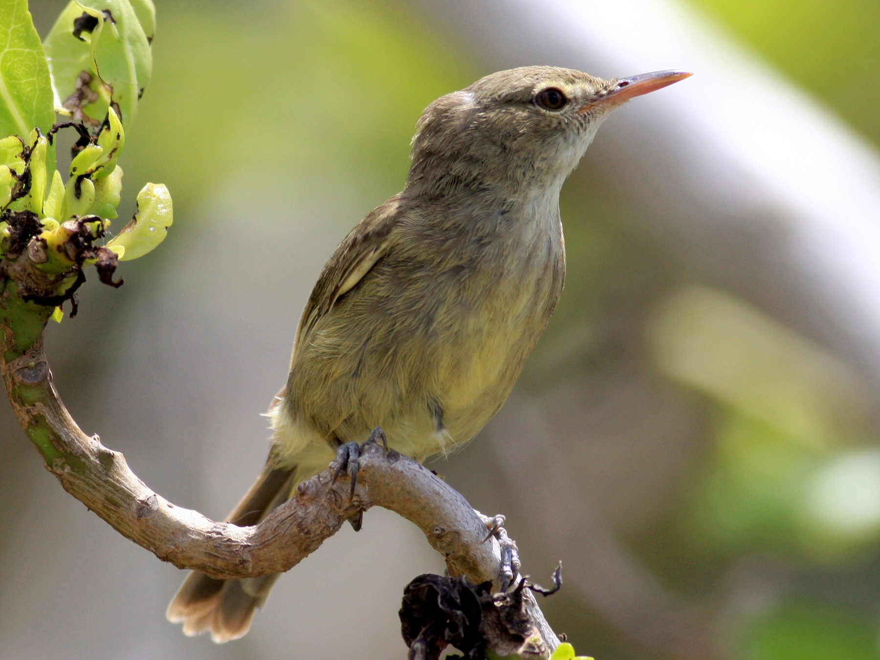 Seychelles Warbler - eBird