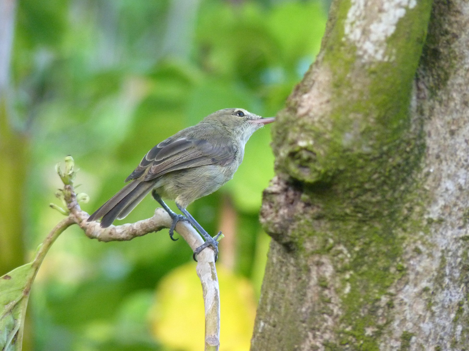 Seychelles Warbler - eBird