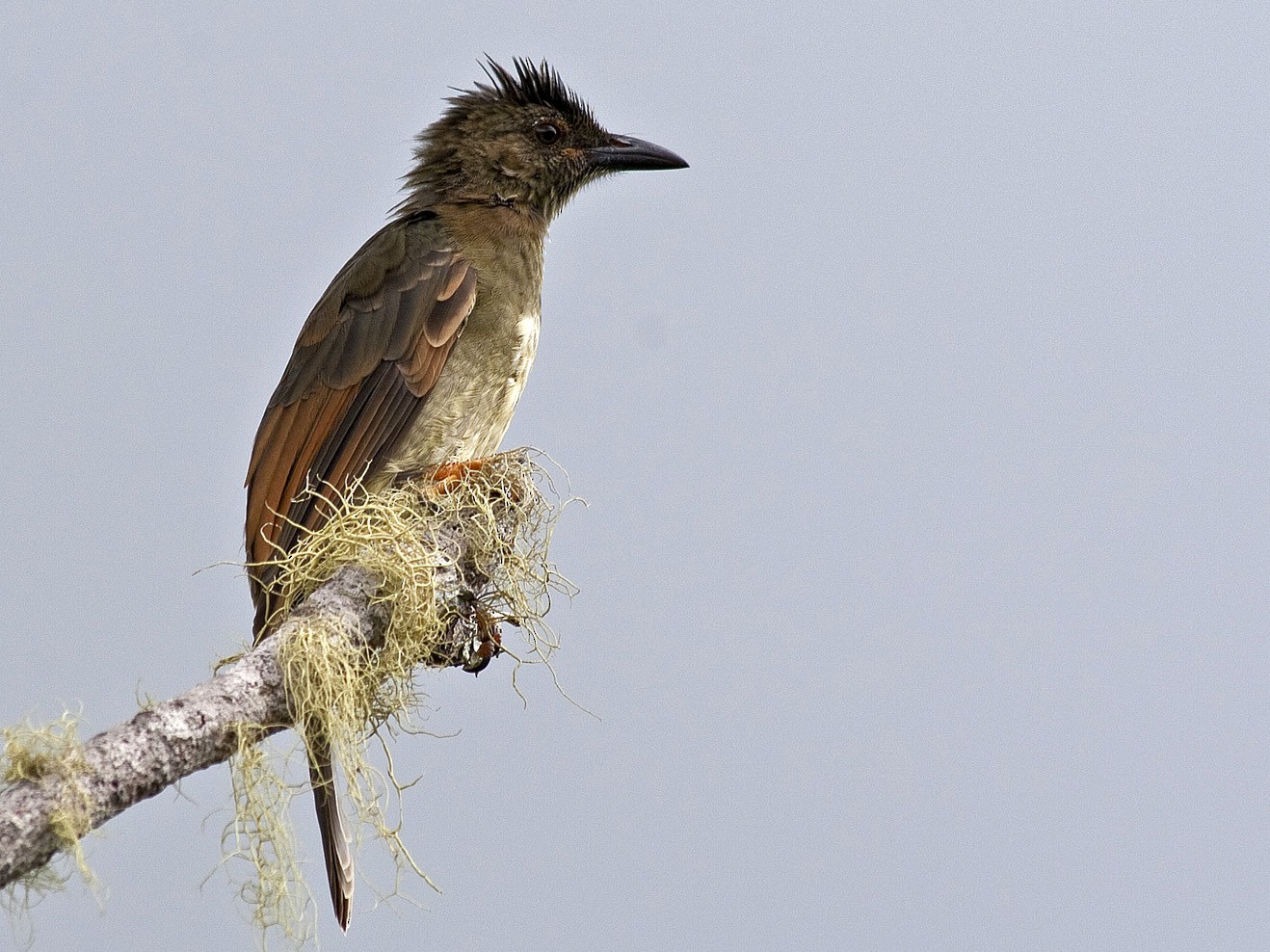 Seychelles Bulbul - eBird