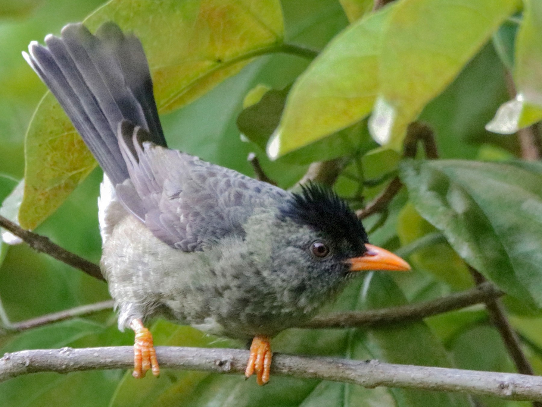Seychelles Bulbul - eBird