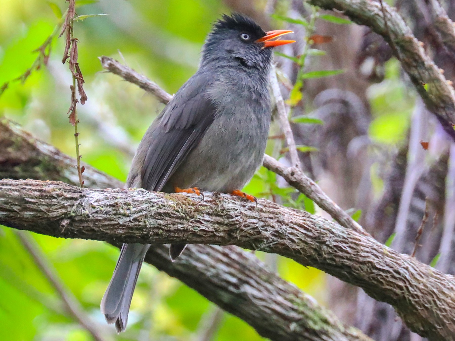 Reunion Bulbul - eBird