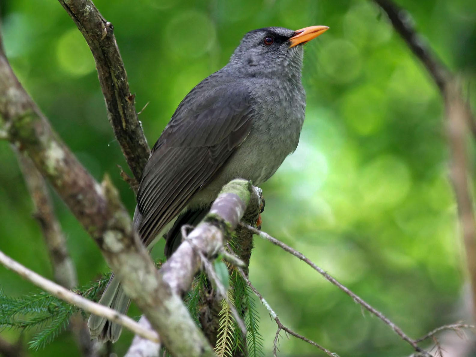 Mauritius Bulbul - eBird