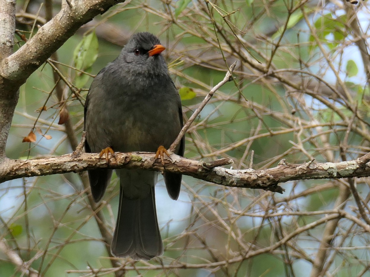 Mauritius Bulbul - eBird