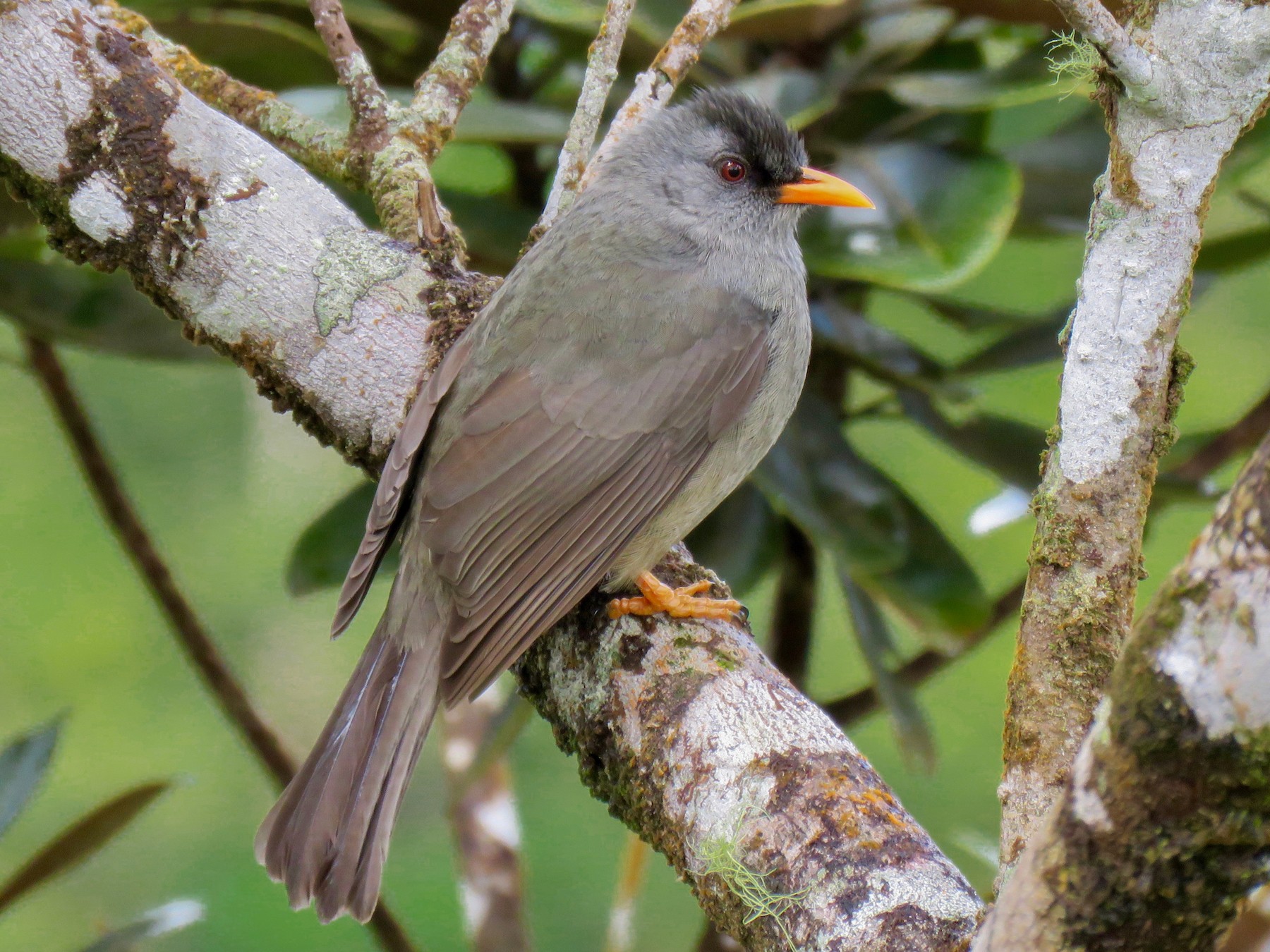Mauritius Bulbul - eBird