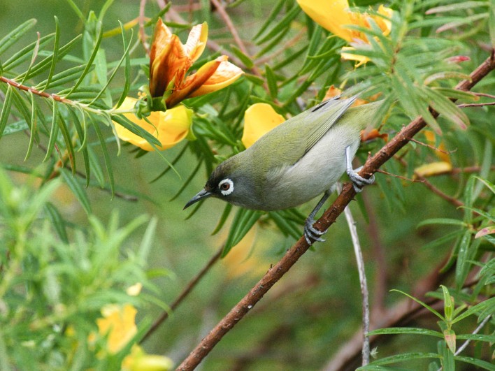 Reunion White-eye - eBird
