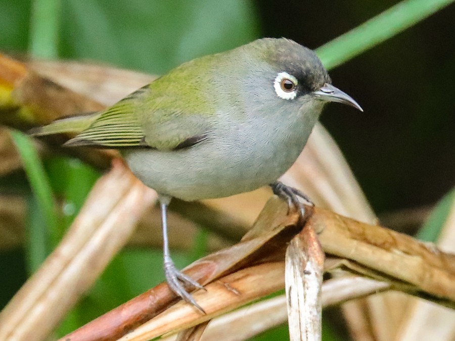 Reunion White-eye - eBird