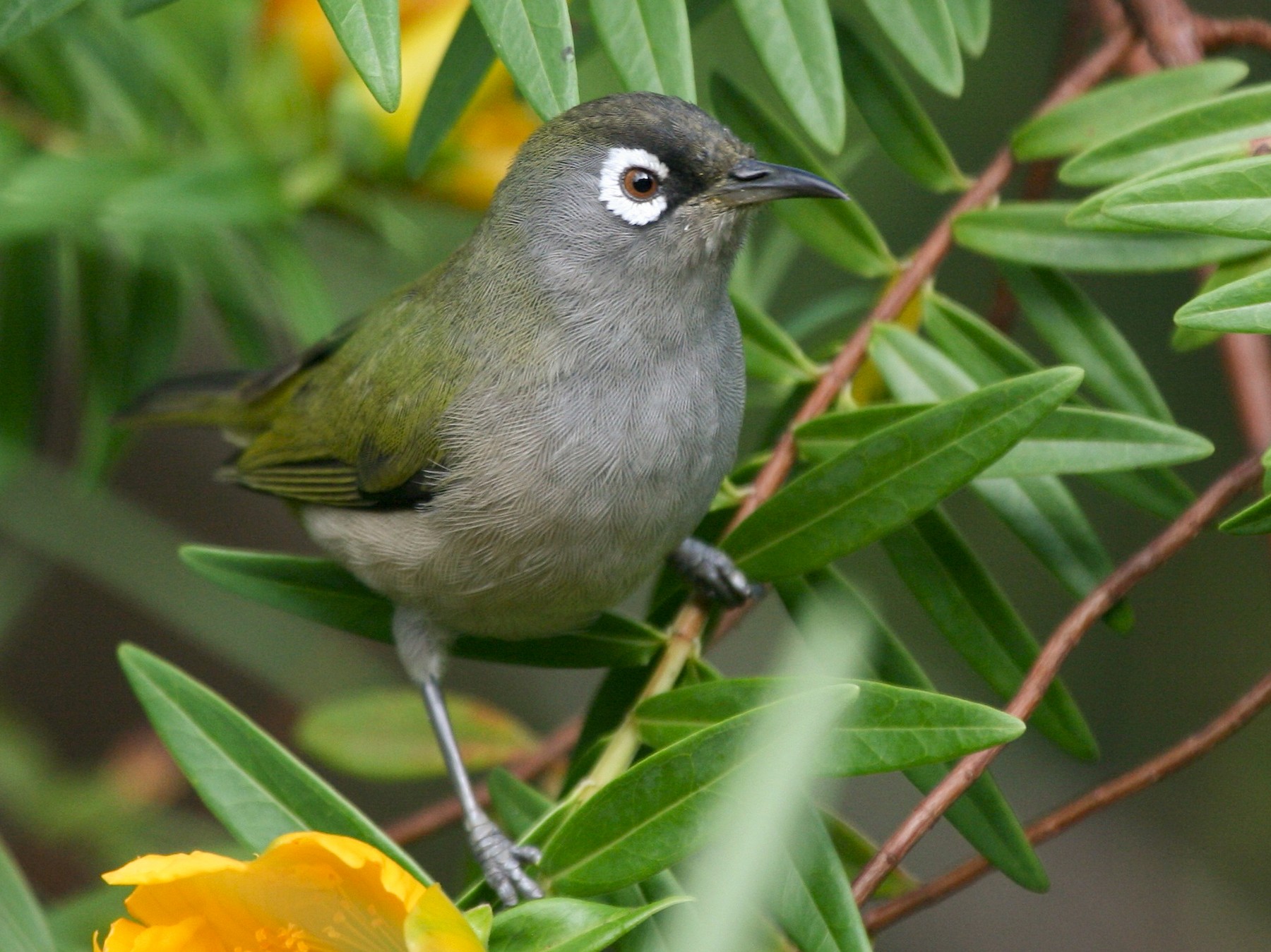 Reunion White-eye - eBird